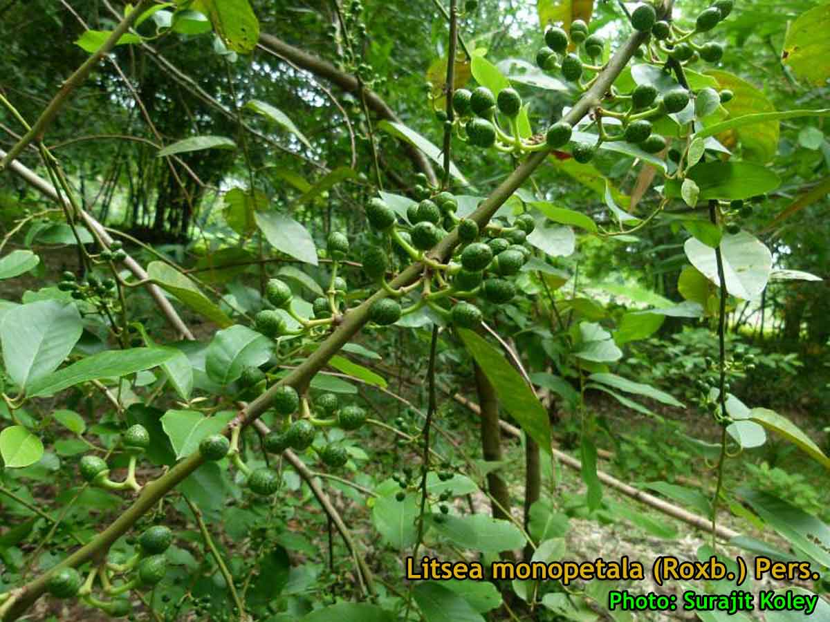 Medicinal Plants: Litsea monopetala, Meda, Maidaa-lakdi, Litsée à un ...