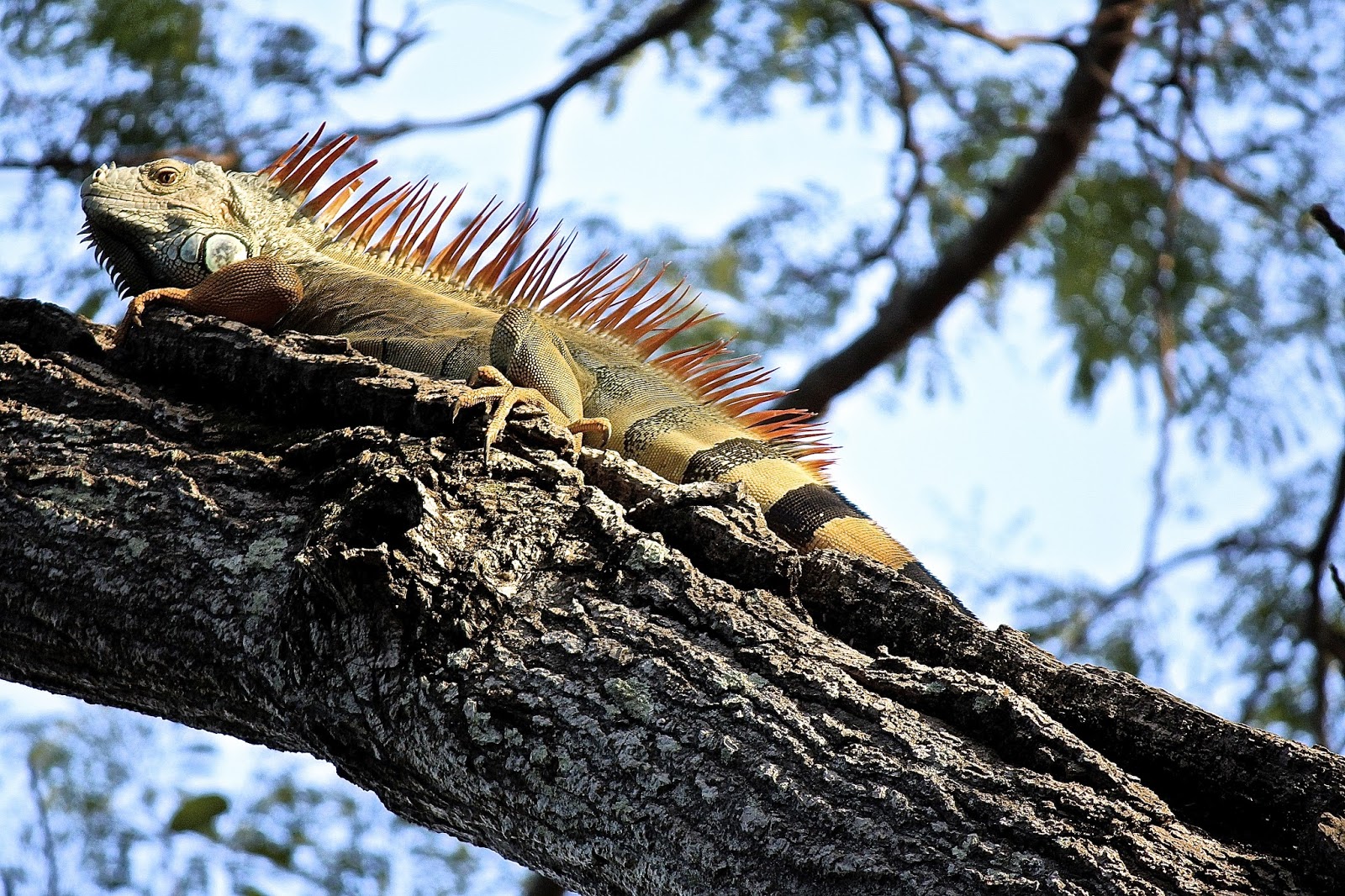Aquatic Insects of Central Virginia: Looking for insects in Costa Rica