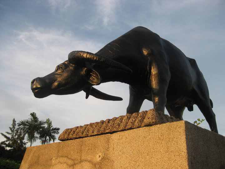 Turning Boholano: Philippine native carabao
