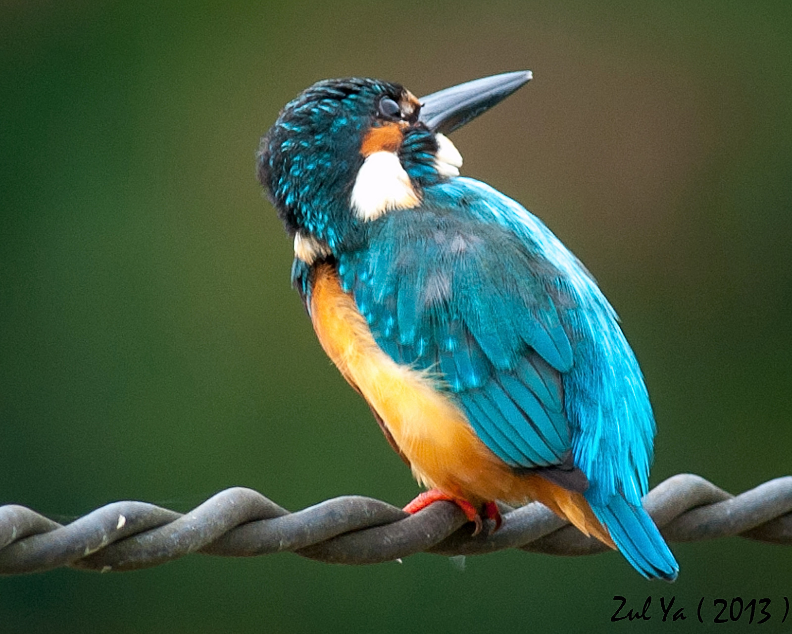 Zul Ya - Birds of Peninsular Malaysia: Happy New Year 2013 - Common ...