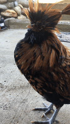 Caroline Gerardo : Black and White Lining Up