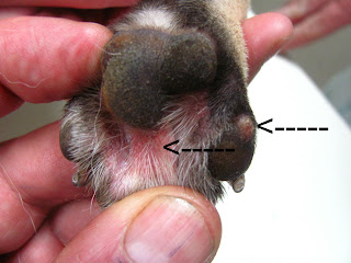 The Pet Clinic: Pododermatitis