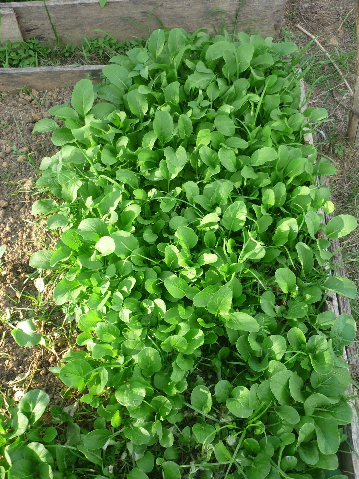 Disini dalam lingkaran ini: sawi ada, bayam hijau ada, bayam merah ada ...