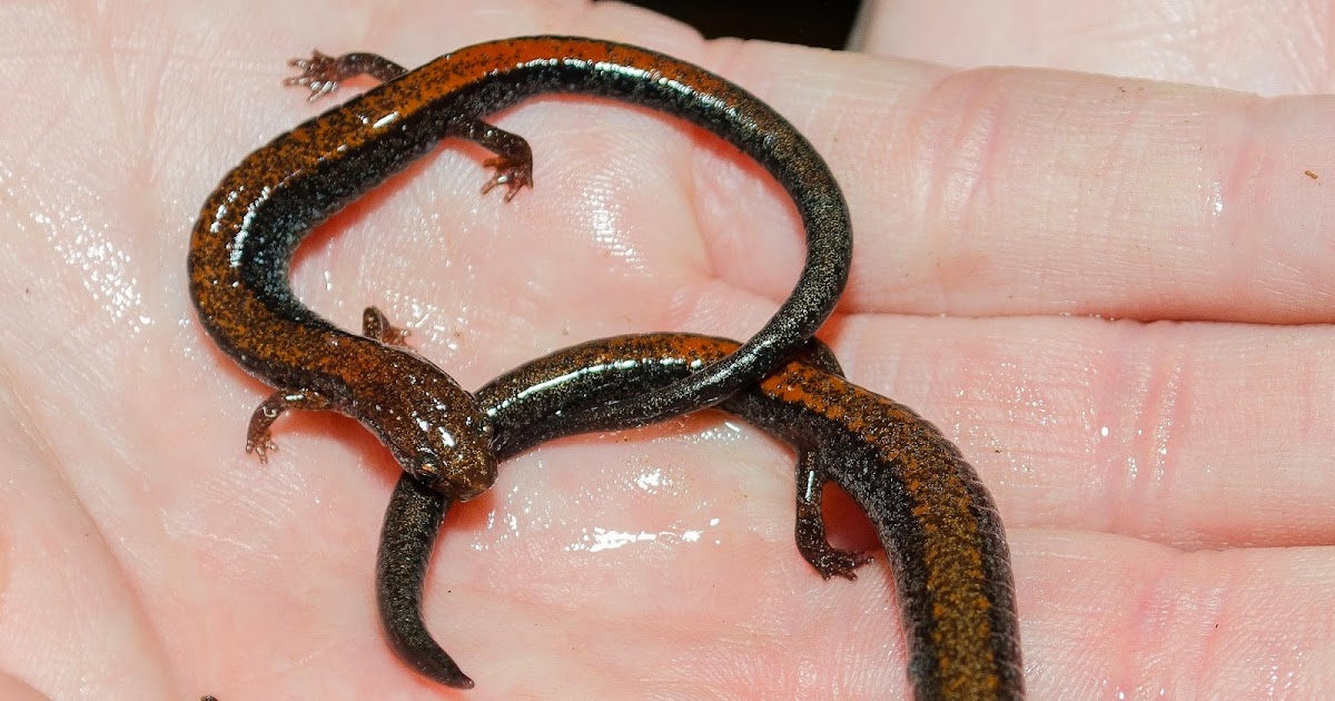 On the Subject of Nature: The Red-Backed Salamander, Plethodon cinereus