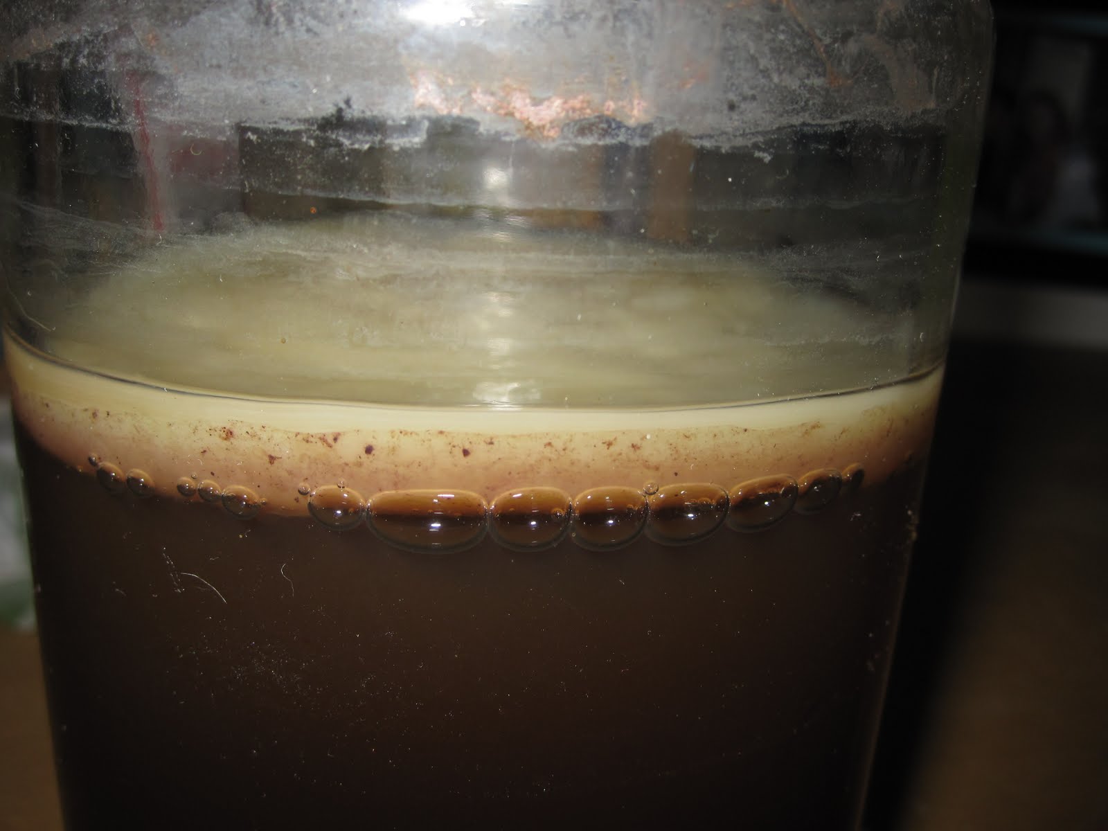Finley in Action: Growing your Own Scoby and Making Kombucha Tea