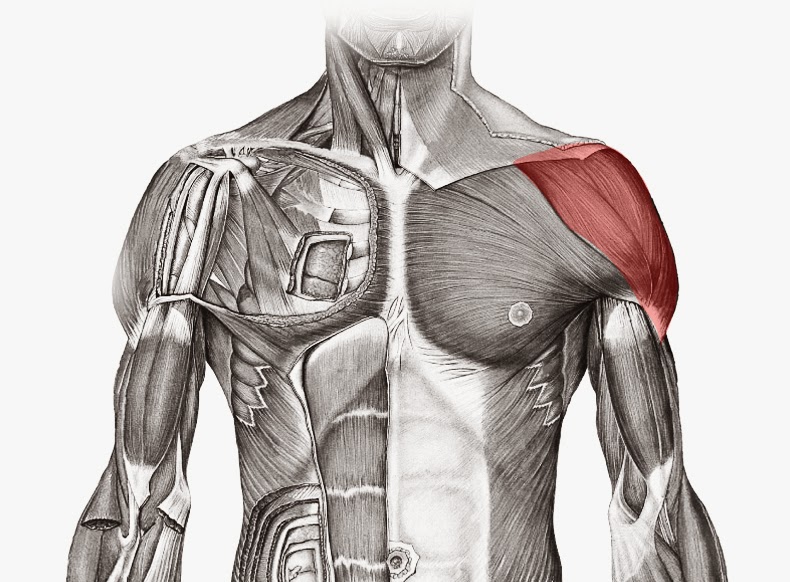 High-Muscle: Tipi di muscolo: Muscoli striati, muscoli lisci e muscolo ...