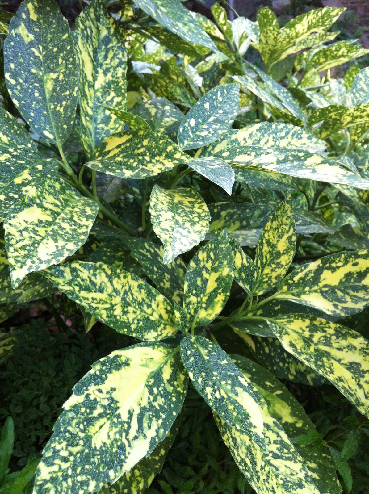 casa rural Pecci: Aucuba japonica