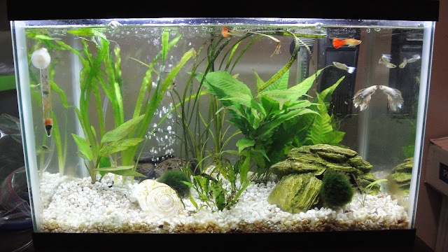 Crazy for Betta Fish: Make Your Own Betta Cave