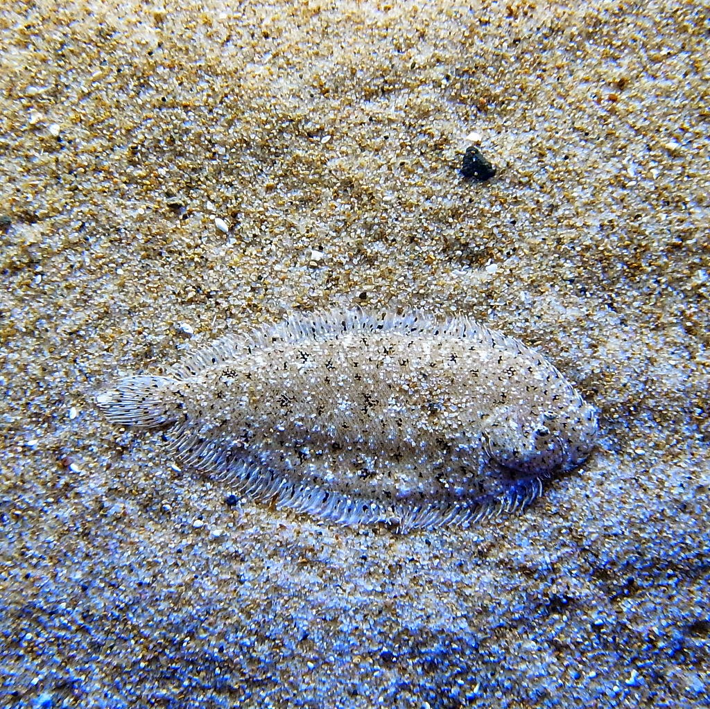 Artes de Pesca: PLEURONECTIFORMES