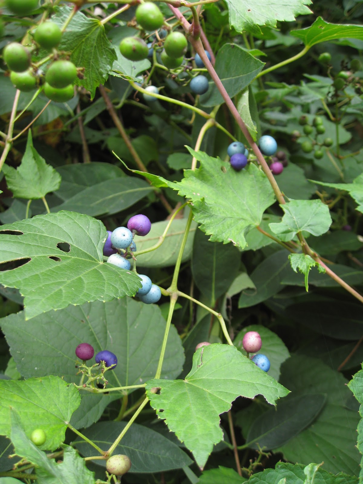 Wild Grape Vine Invasive