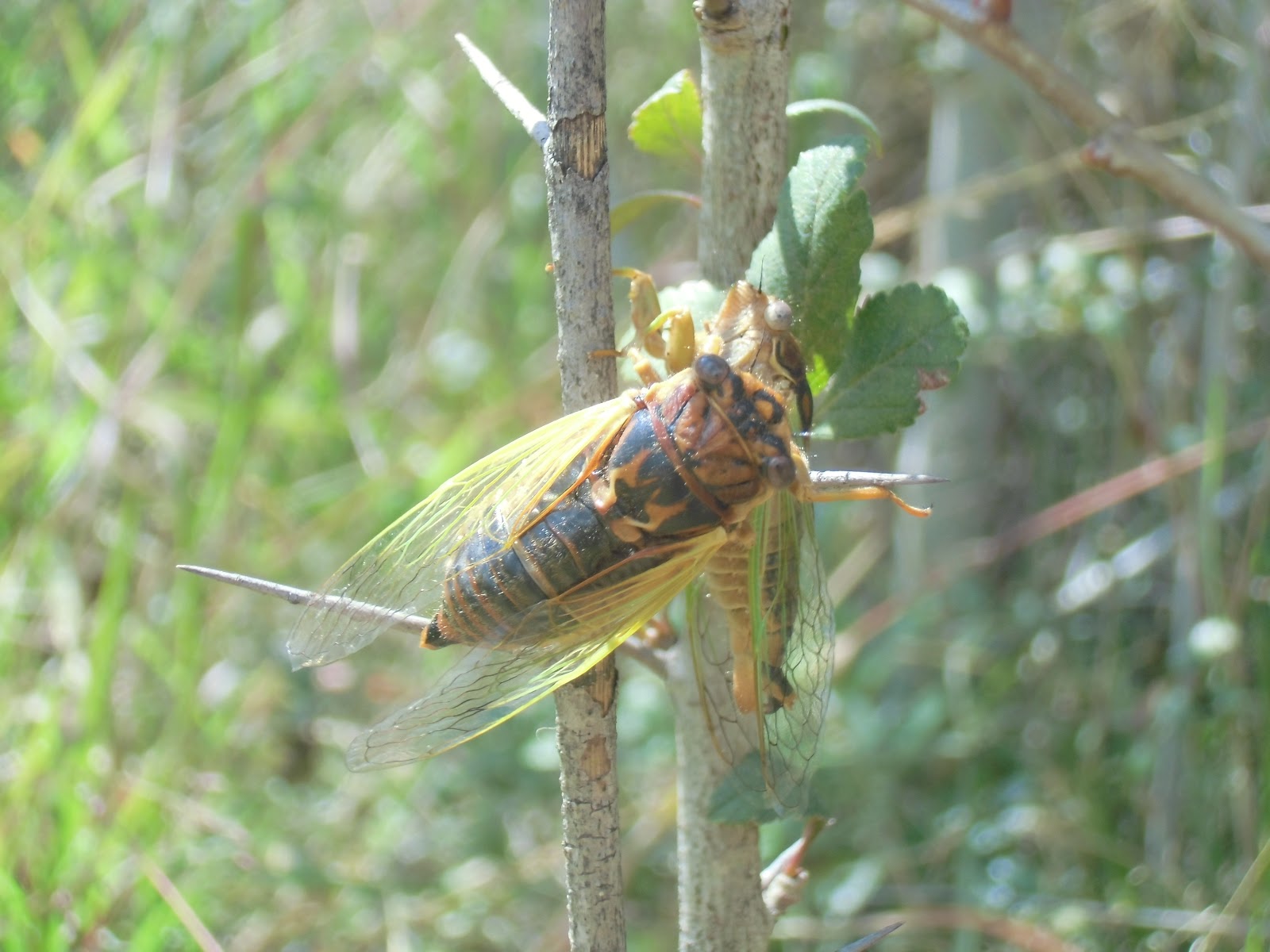 Construyendo naturalmente / Natural building: chicharras