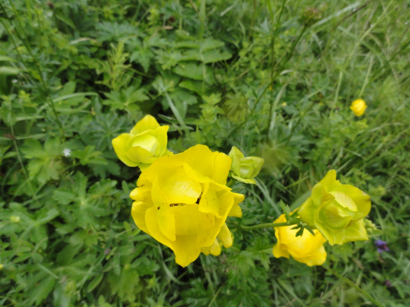 Frumusetile naturii: Bulbuci de munte (Trollius europaeus)