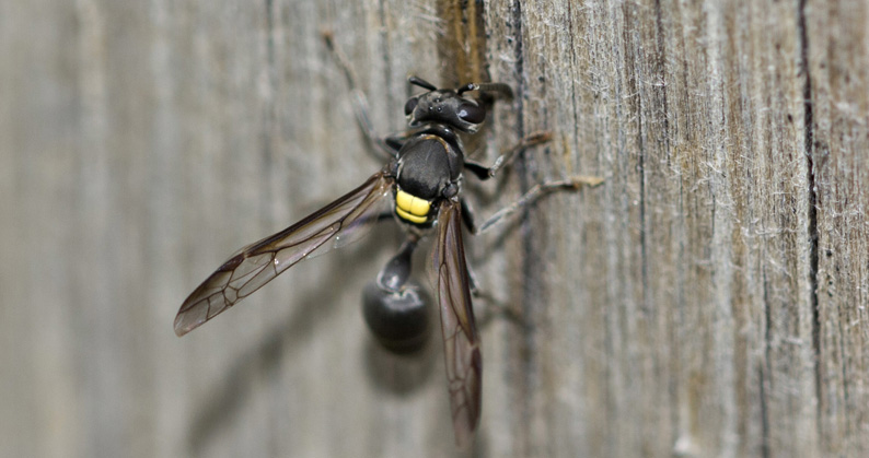 Avispas Camoati - Fumigaciones PROPARK