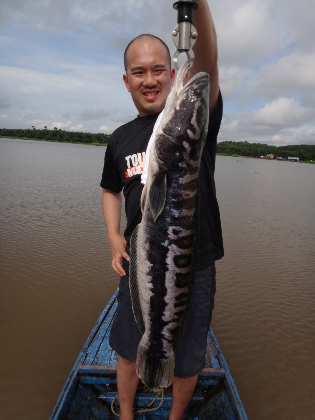 Thailand Giant Snakehead (Toman) And Wild Fishing.: Awesome Fights ...