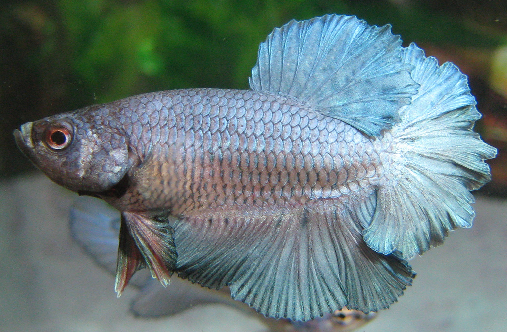 Betta Fish Awareness Day: Betta Fish Care: Betta Splendens Tail Types ...