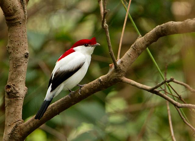 soldadinho-do-araripe: Pássaro atrai atenção de naturalistas.