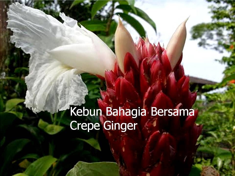 Kebun Bahagia Bersama: Setawar Putih