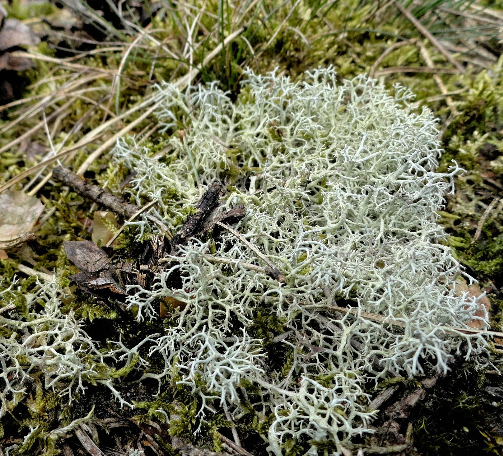 Weert en natuur: Korstmossen