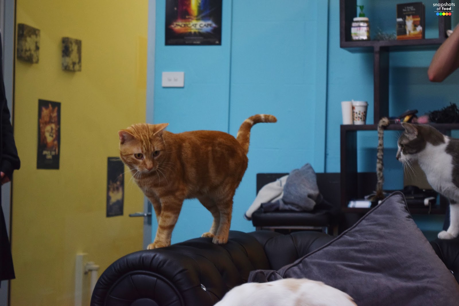 Catmosphere Sydney Cat Cafe | Surry Hills