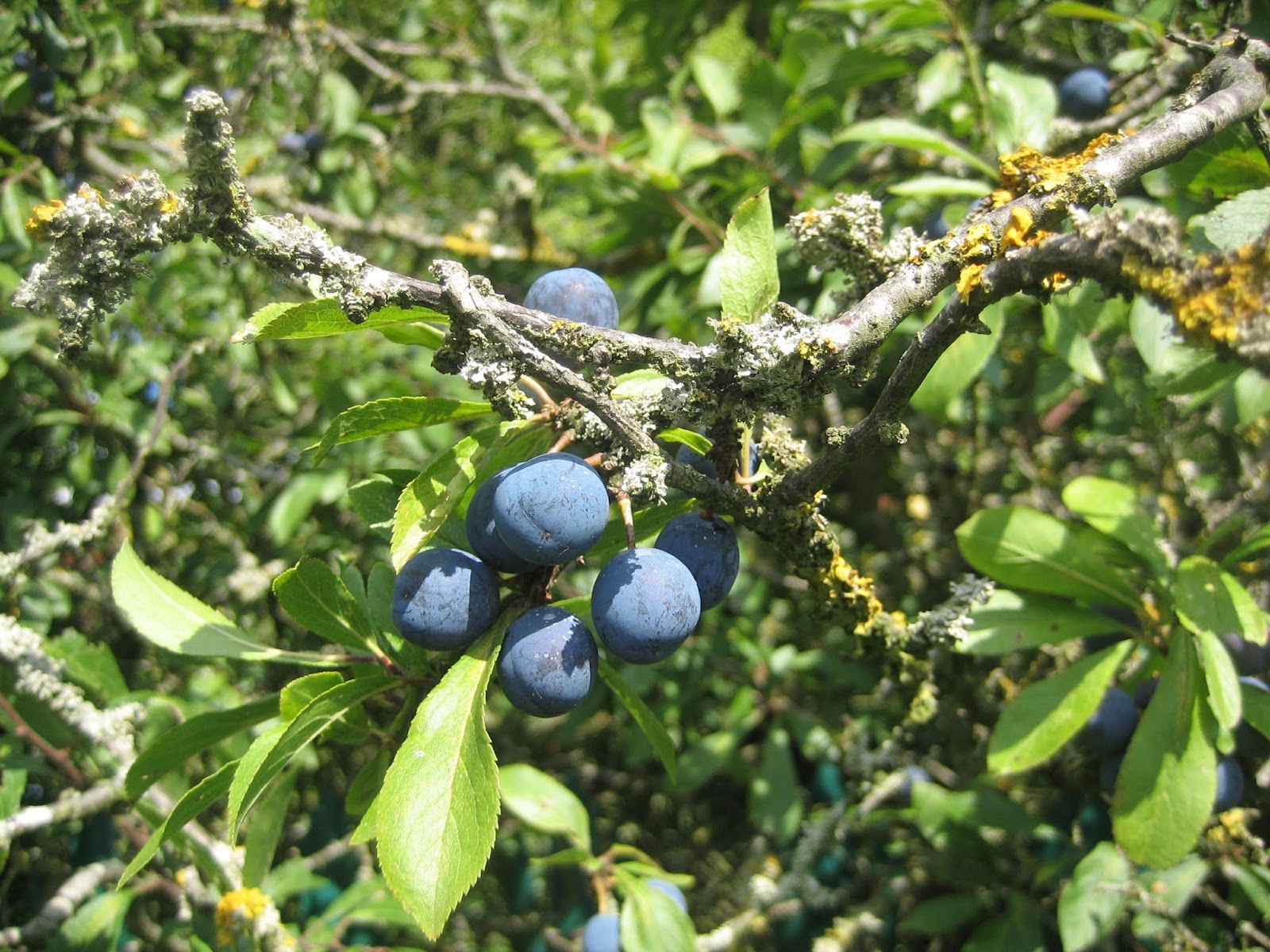 Martin's Moths: Slow, slow, quick-quick, sloe