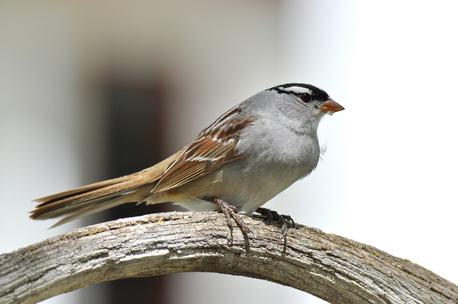 Utah Birders | Birding Blog, Utah Birds, Utah Birding, Utah Bird ID ...