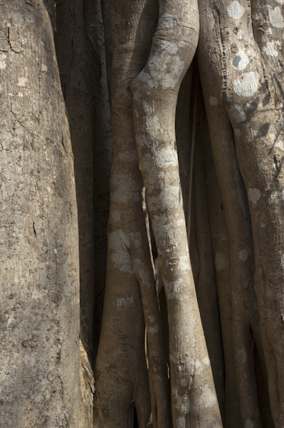 foto y natura: Selva seca