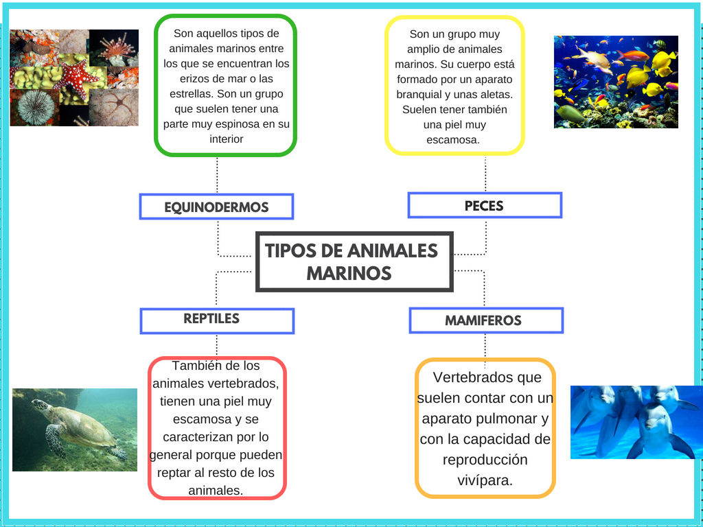 Animales Marinos