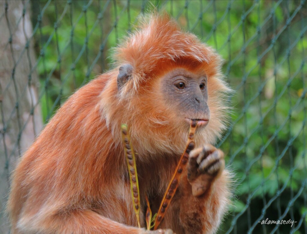 TUKUL PERNAH TINGGAL DI PUSAT REHABILITASI LUTUNG JAWA - alaMasEdy