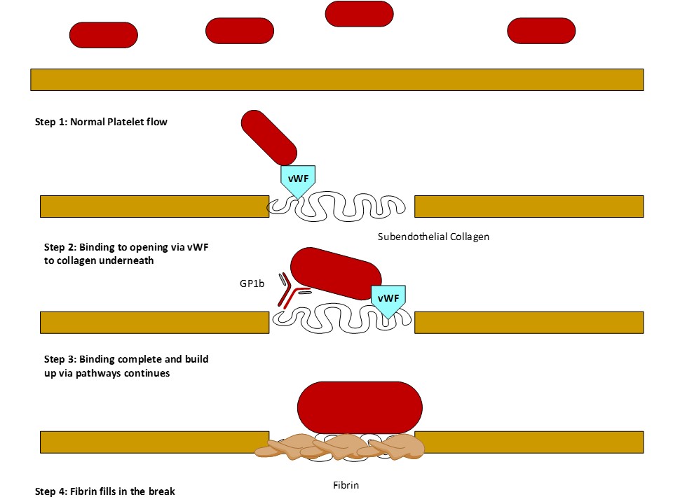The Squirrel's Nest: Platelets, Check Points and Cancer
