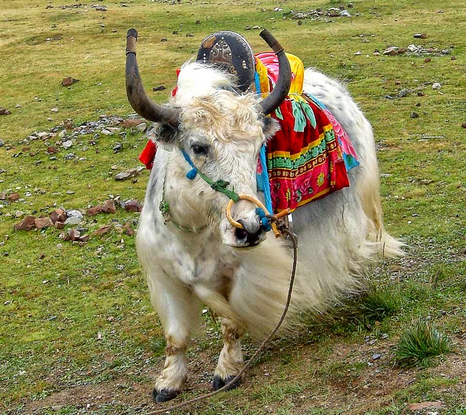 YAK photos - wallpapers | the fun bank