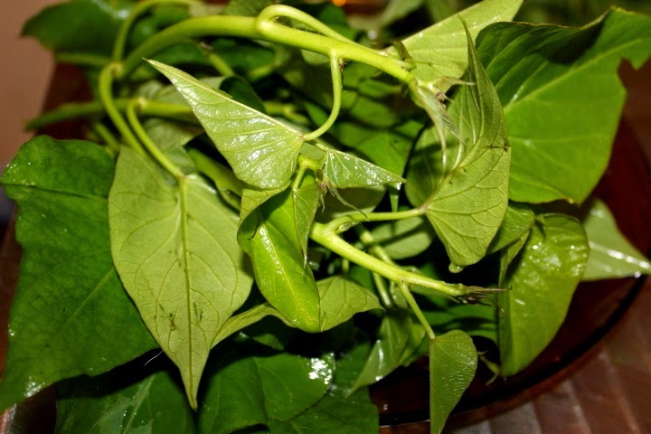 Herbal Medicines Cures: Camote Tops May Cure Dengue?