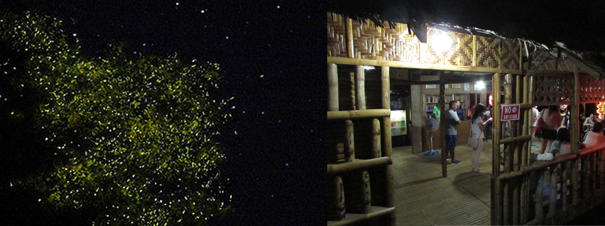 Firefly Watching In Abatan River, Bohol Philippines - Tips and Treats