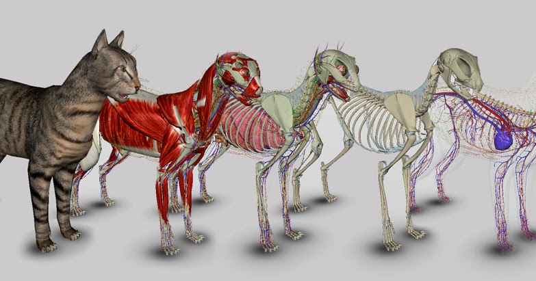 Anatomía veterinaria: A PARTIR DE AHORA