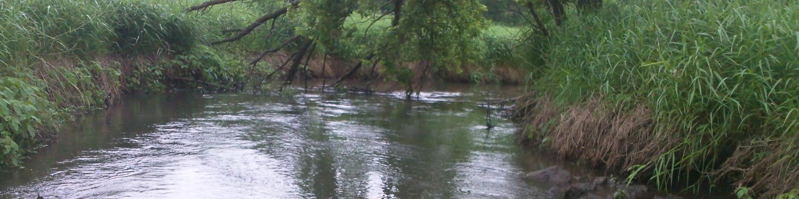 Illinois Wisconsin Fishing: dane county trout report