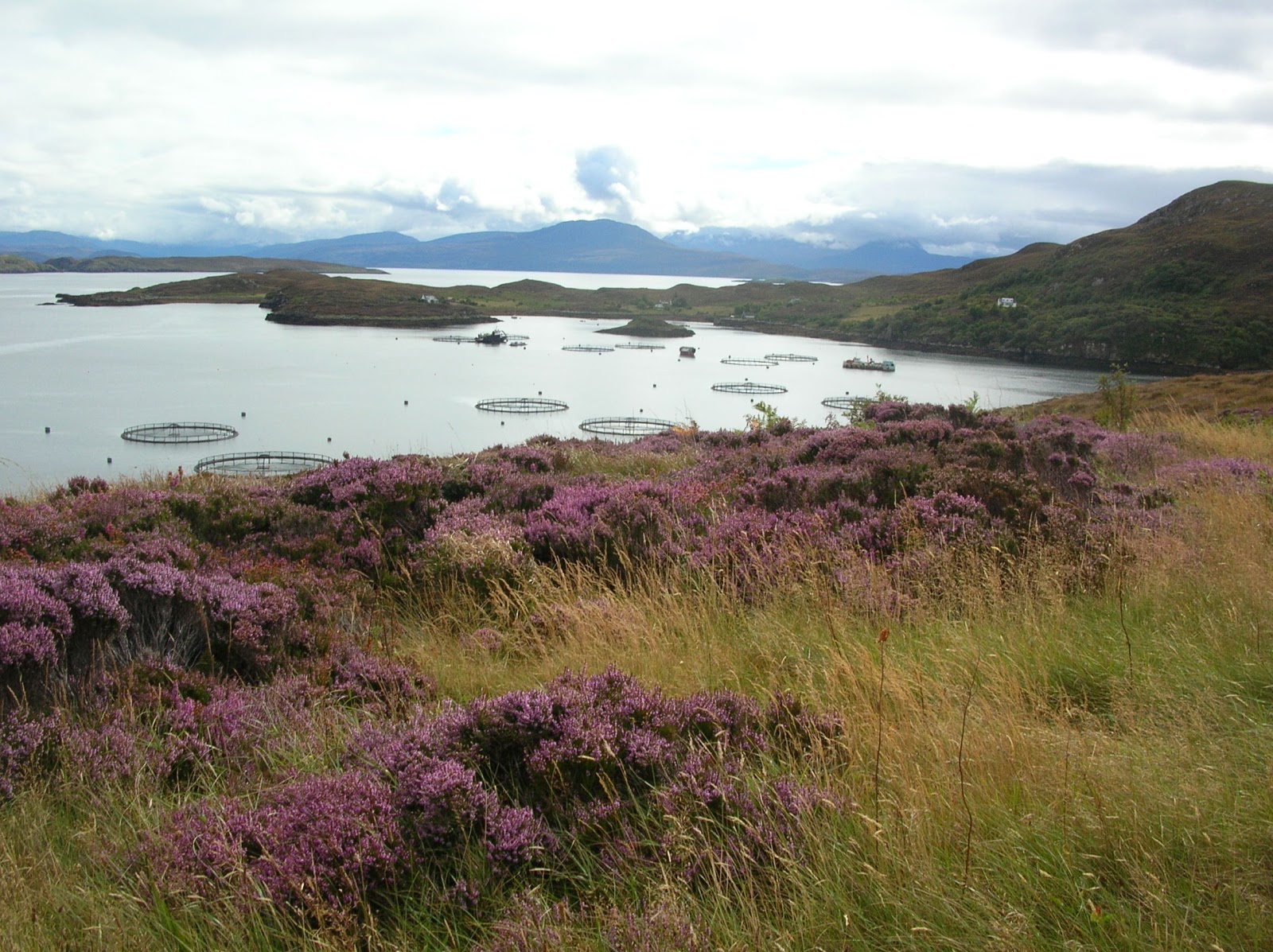 A lifetime of Islands: Island 151 - Tanera Mor, Summer Isles