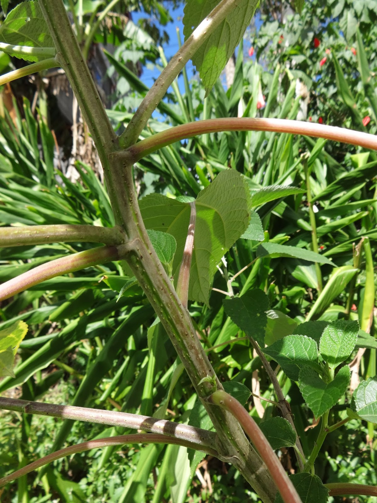 Herbs from Distant Lands: Pipturus spp. - Mamaki Tea, Handalamay, Armwe ...