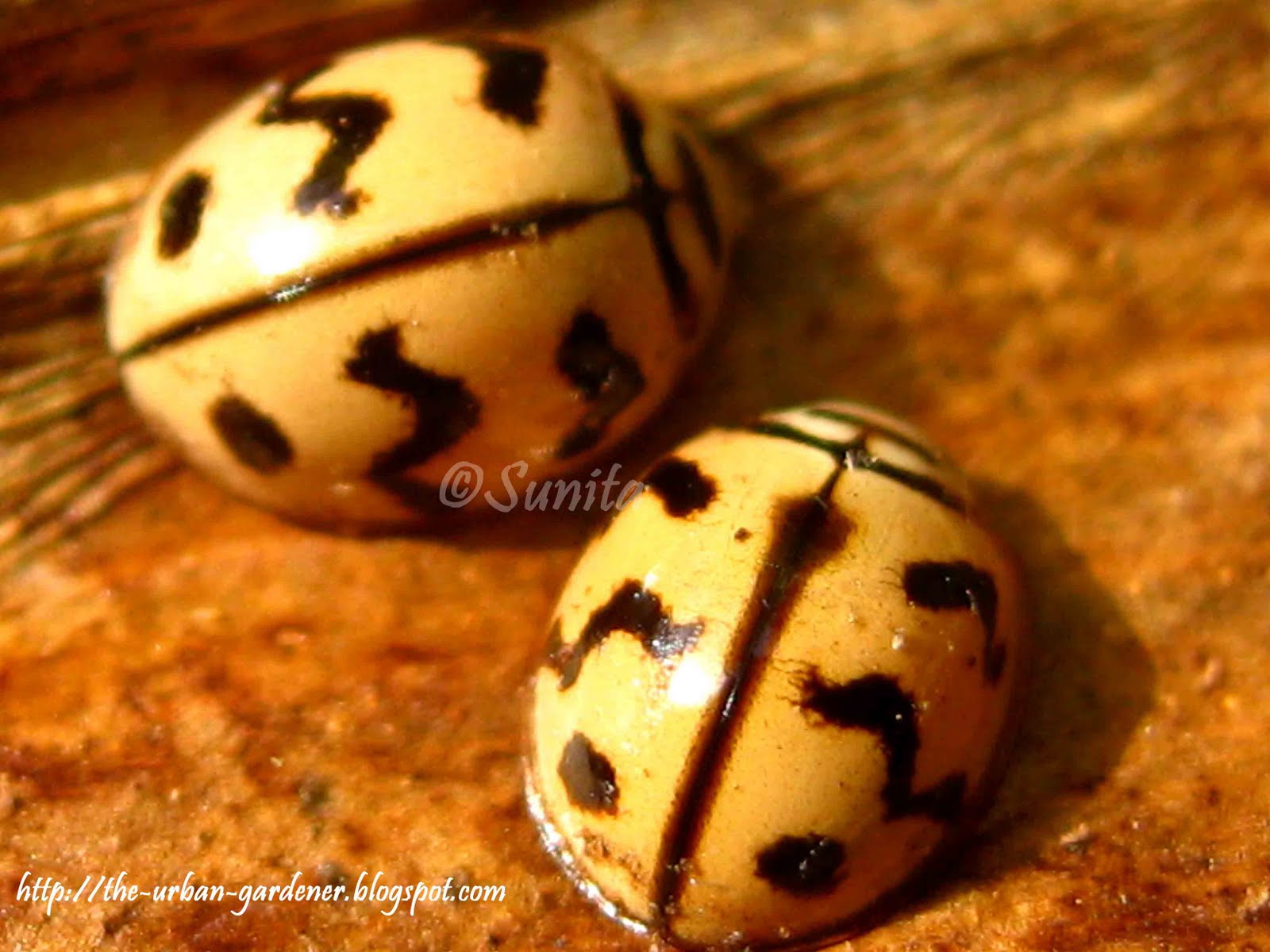 The Urban Gardener: 2011