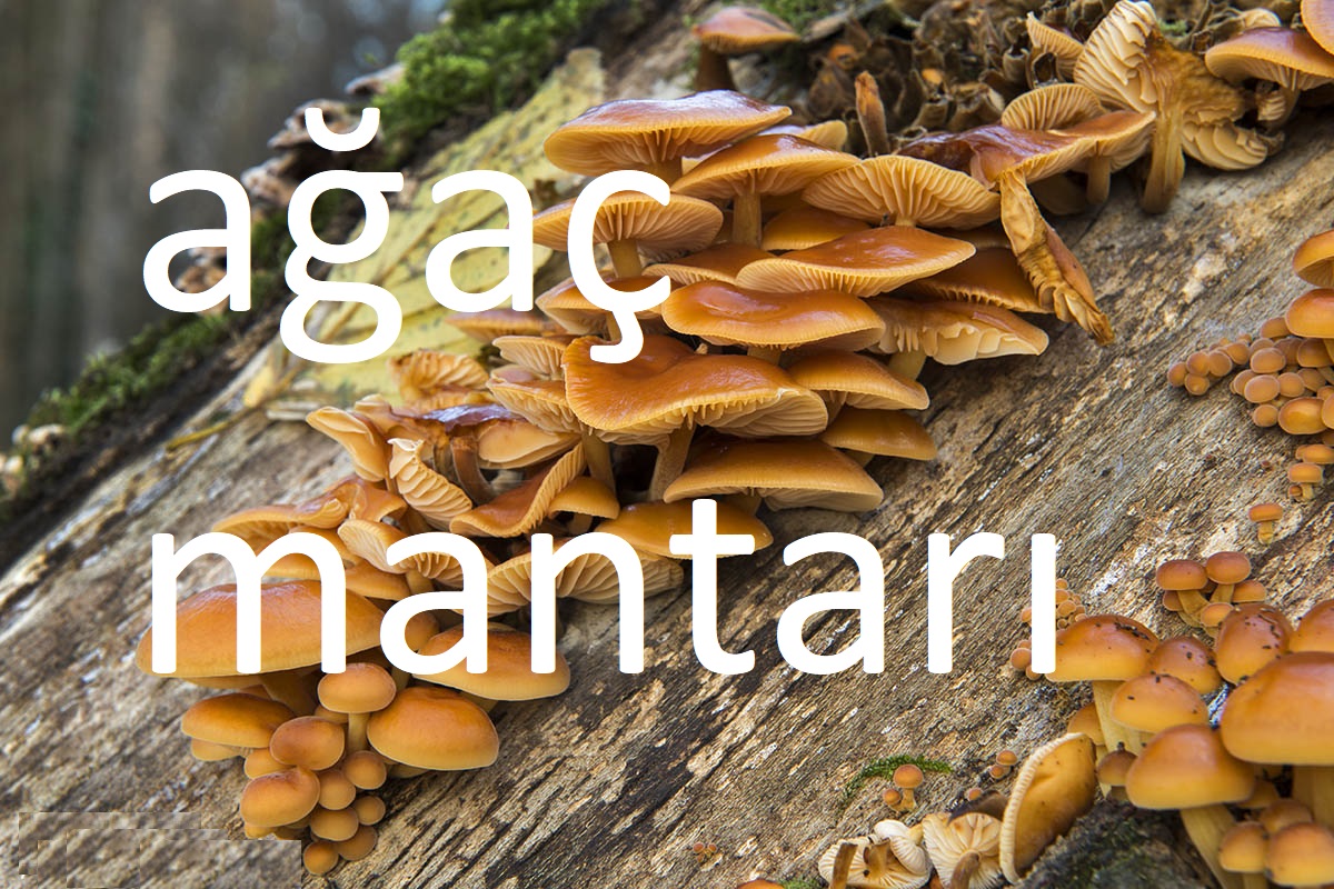 ağaç mantarı - BilginCin