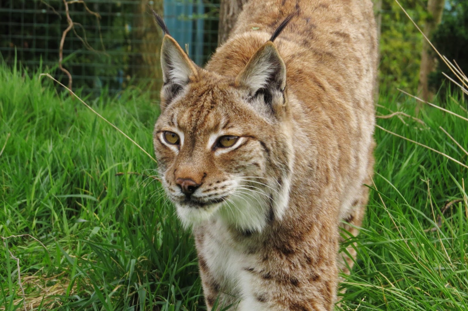 The Mad Catter: Lynx's roaming the UK