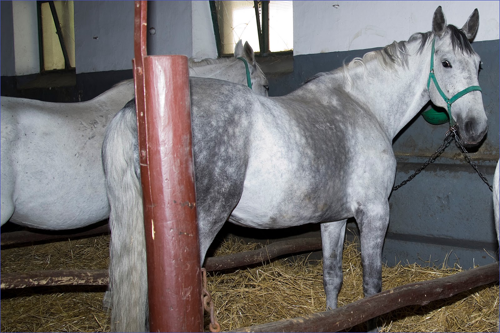 Nádasdi-blog: Szilvásváradi lipicai