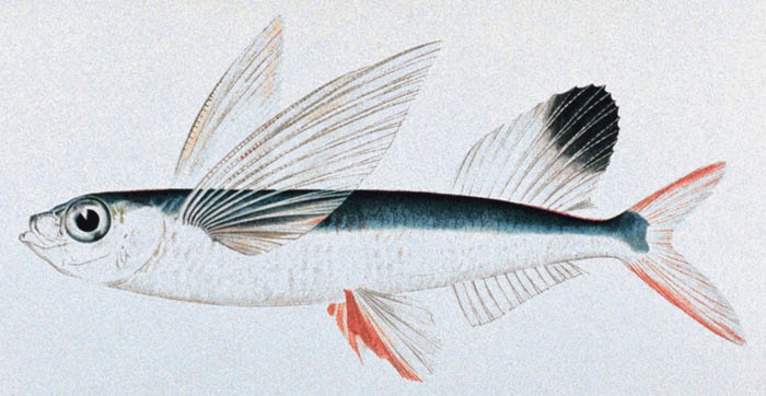 Facts About Flying Fish