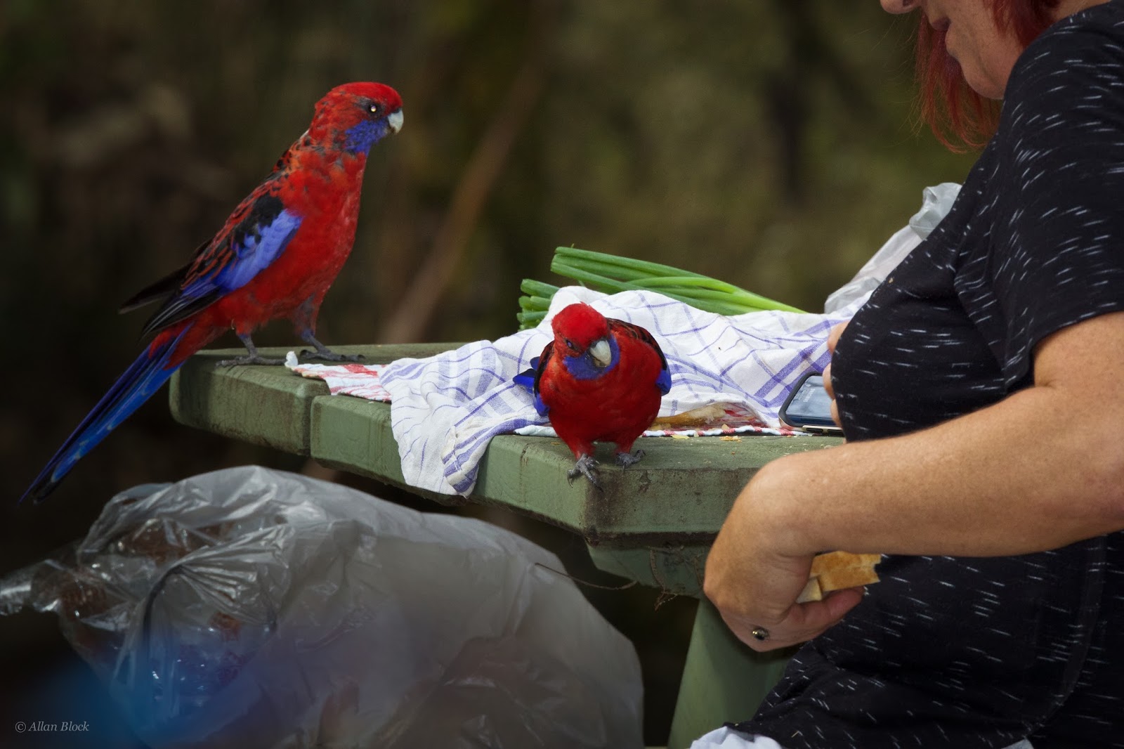 Feather Tailed Stories: Crimson Rosella, Australia