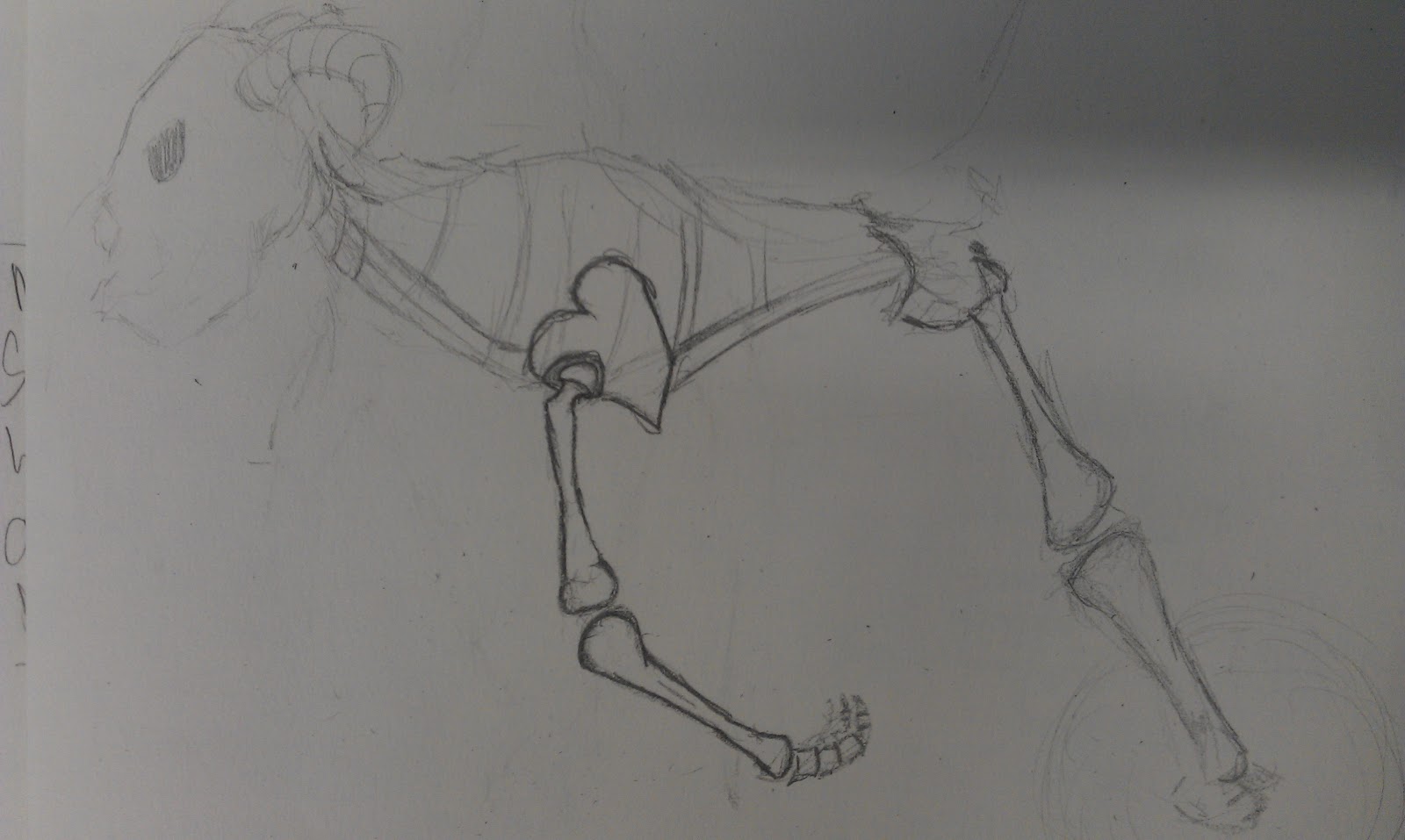 Liam Sell Futureworks Year 2: Mulefa Research