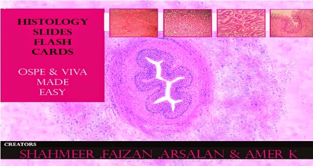 Histology slides flash cards