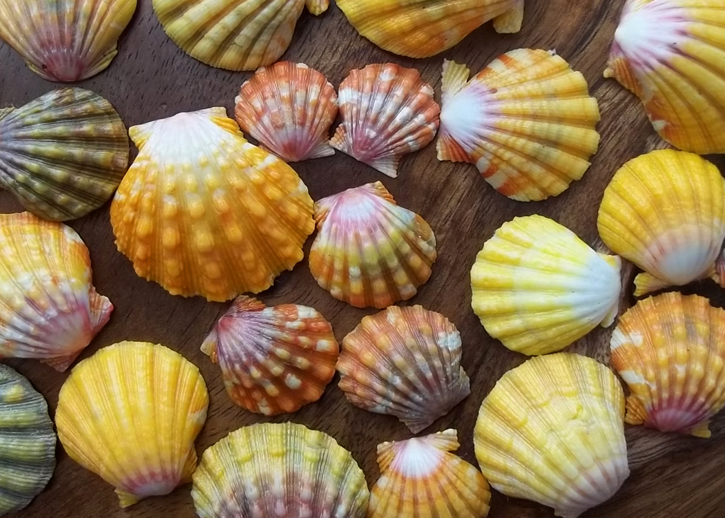 Diederich's Art Blog: Sunrise Shell Necklaces of Hawaii