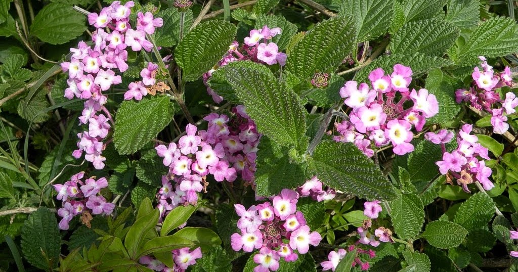 Como plantar lippia alba Cultivar Plantas Como Plantar