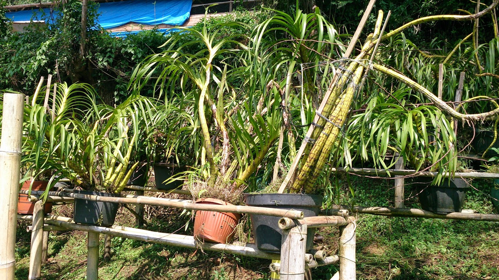 CENTRA ANGGREK: Grammatophyllum Speciosum (Anggrek tebu,papua)