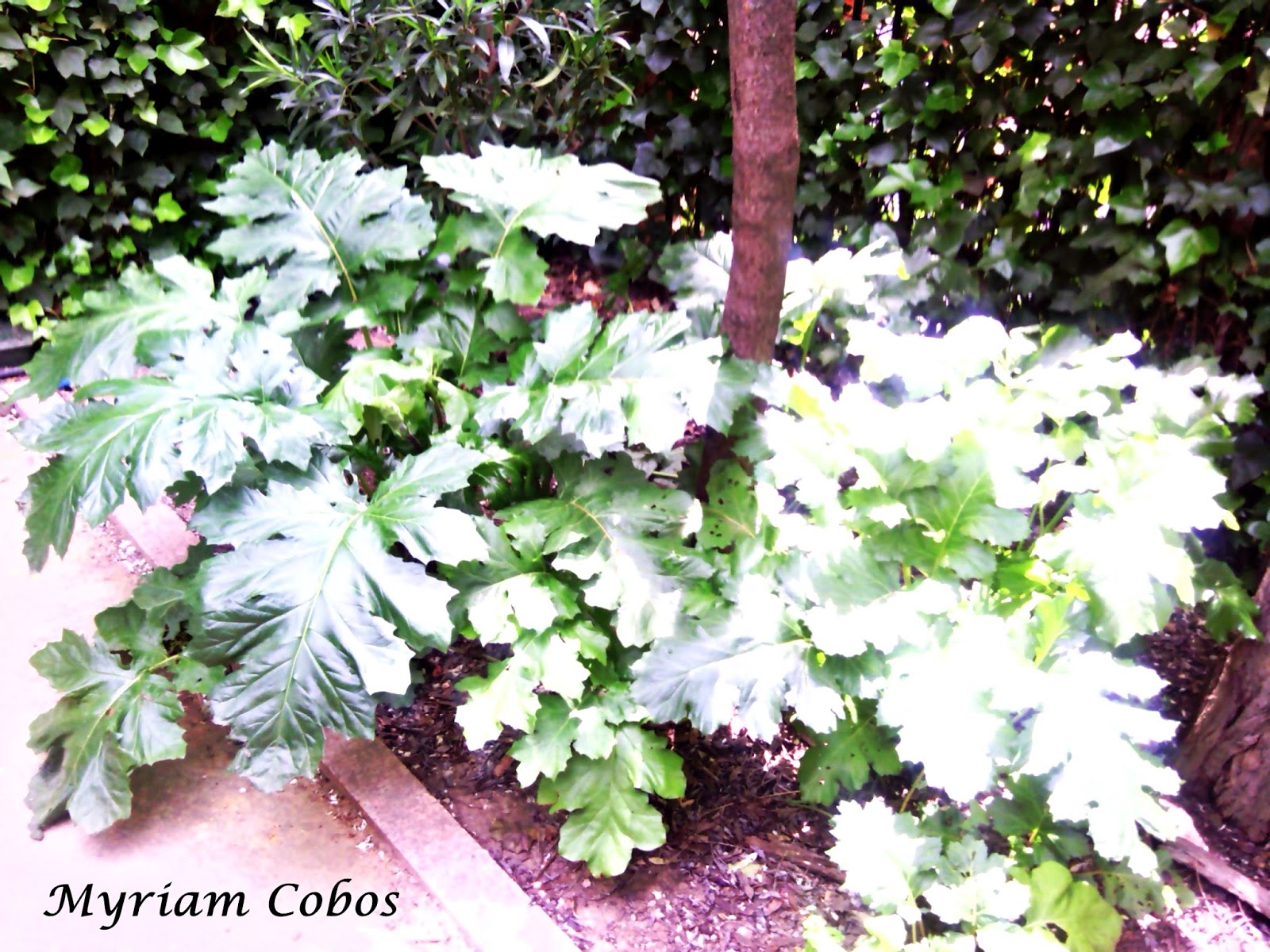 NAVEGANDO POR EL RÍO DE LA HISTORIA MYRIAM COBOS: HOJAS DE ACANTO