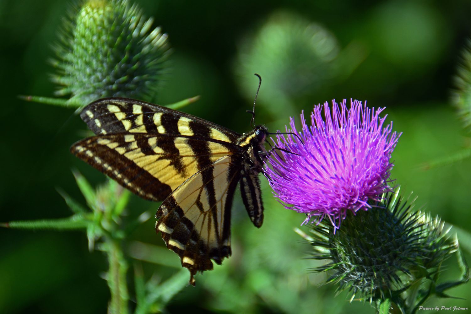 Shutterbugs Capturing the World Around Us: Butterfly on Thistle