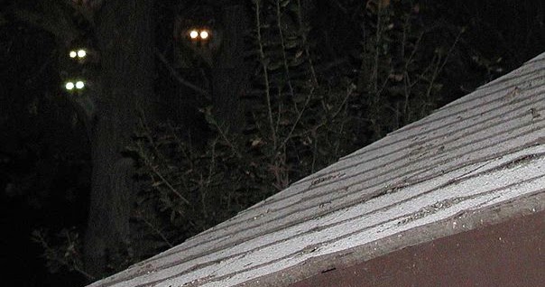 CNS Newsletter: Why is light reflected off animal eyes at night, but ...